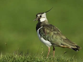 Endangered lapwing return to Co Down bog to breed | Ulster Wildlife
