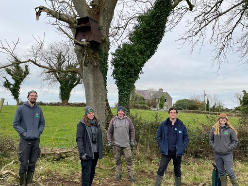 Bumper number of chicks sparks hope of barn owl recovery | Ulster Wildlife
