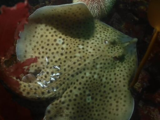 Positive additions to the NI Priority Species List | Ulster Wildlife