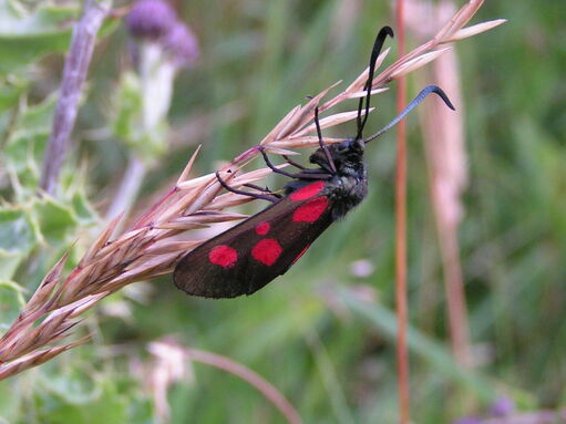 Positive additions to the NI Priority Species List | Ulster Wildlife