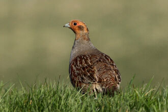 Grouse, partridges, pheasant and quail | Ulster Wildlife