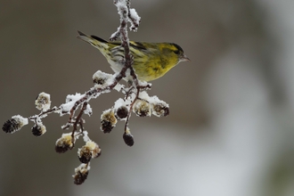 Trees and shrubs | Ulster Wildlife