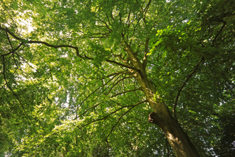 Trees and shrubs | Ulster Wildlife