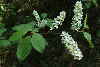 Trees and shrubs | Ulster Wildlife