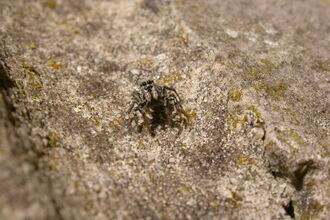 Spiders | Ulster Wildlife