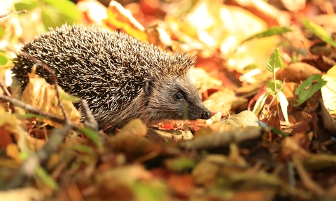 Hedgehogs | Ulster Wildlife