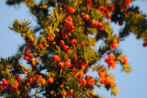 Yew | Ulster Wildlife