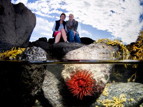 Explore your shore this National Marine Week with Ulster Wildlife’s ...