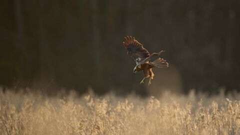Marsh harrier | Ulster Wildlife