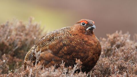 Red grouse | Ulster Wildlife