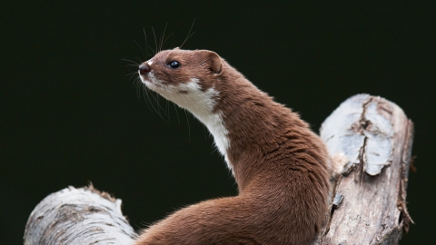 Weasel | Ulster Wildlife
