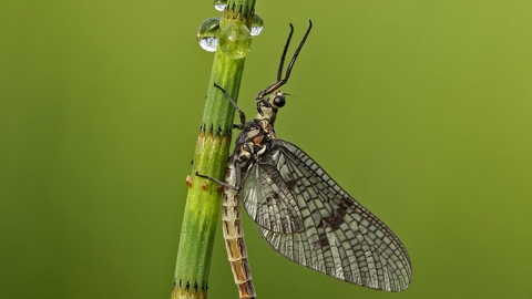 Common mayfly | Ulster Wildlife