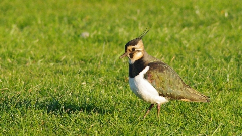 Lapwing | Ulster Wildlife