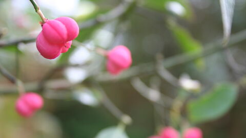 Spindle | Ulster Wildlife