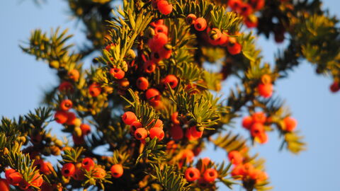 Yew | Ulster Wildlife