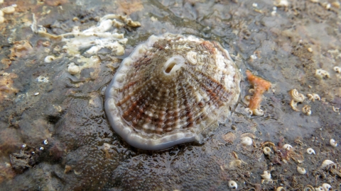 Keyhole limpet | Ulster Wildlife