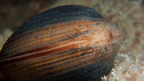 Ocean quahog | Ulster Wildlife