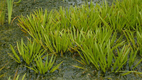 Water-soldier | Ulster Wildlife