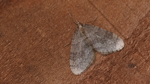 Winter moth | Ulster Wildlife