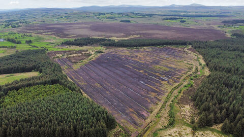 Haughey's Bog | Ulster Wildlife