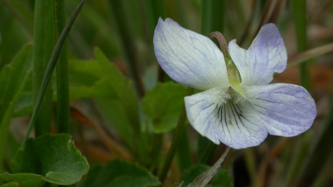 Fen violet | Ulster Wildlife
