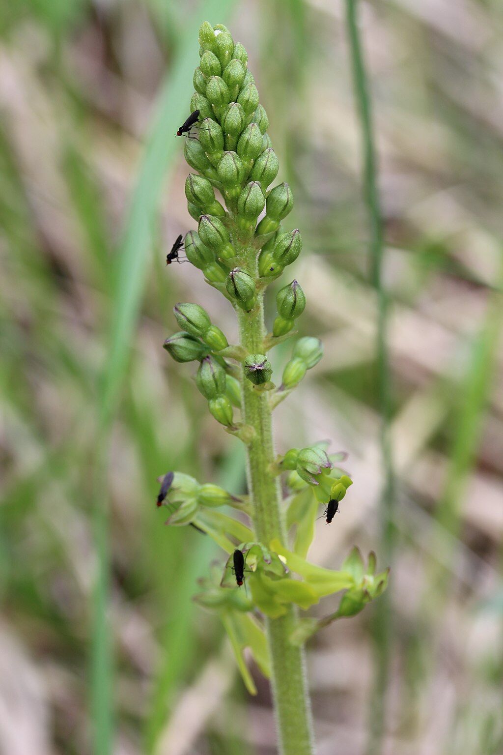 Open your eyes to orchids this summer | Ulster Wildlife