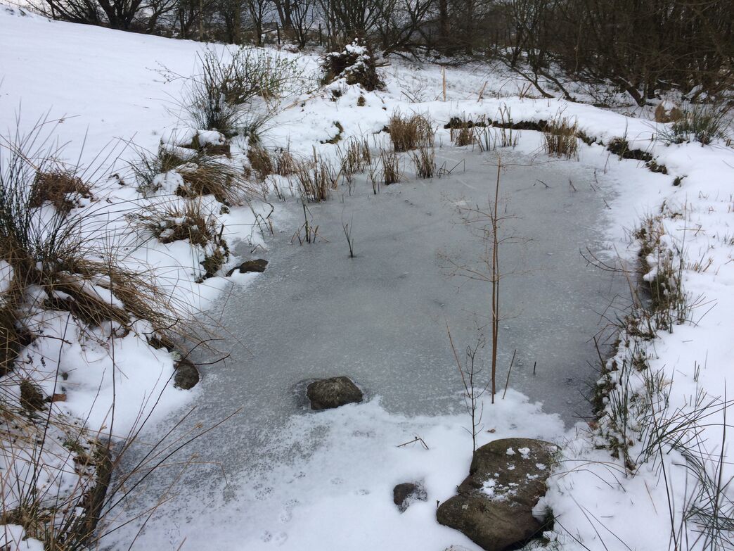 Don't forget about your pond this winter | Ulster Wildlife