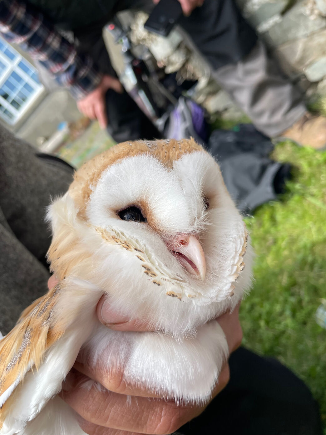 Bumper number of chicks sparks hope of barn owl recovery | Ulster Wildlife