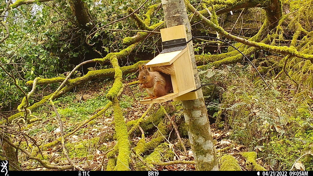 Pine marten resurgence as presence almost doubles across Northern ...