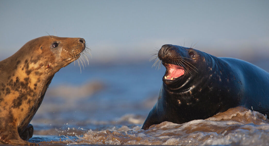 Positive additions to the NI Priority Species List | Ulster Wildlife