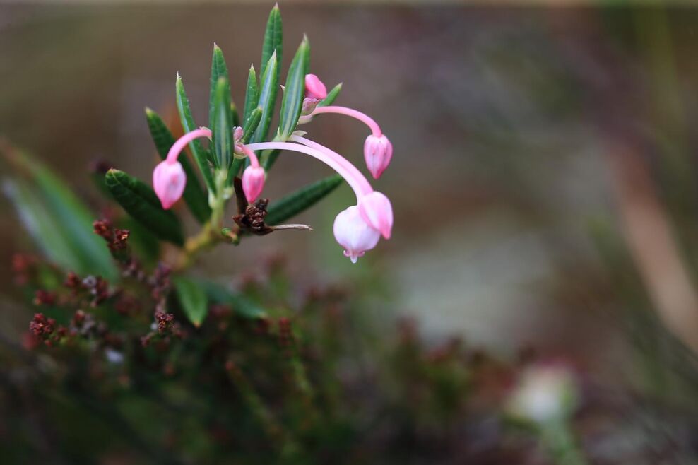 Nature Notes | Ulster Wildlife