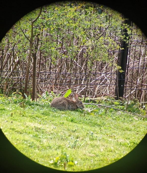 My volunteering diary 22 April 2021 | Ulster Wildlife