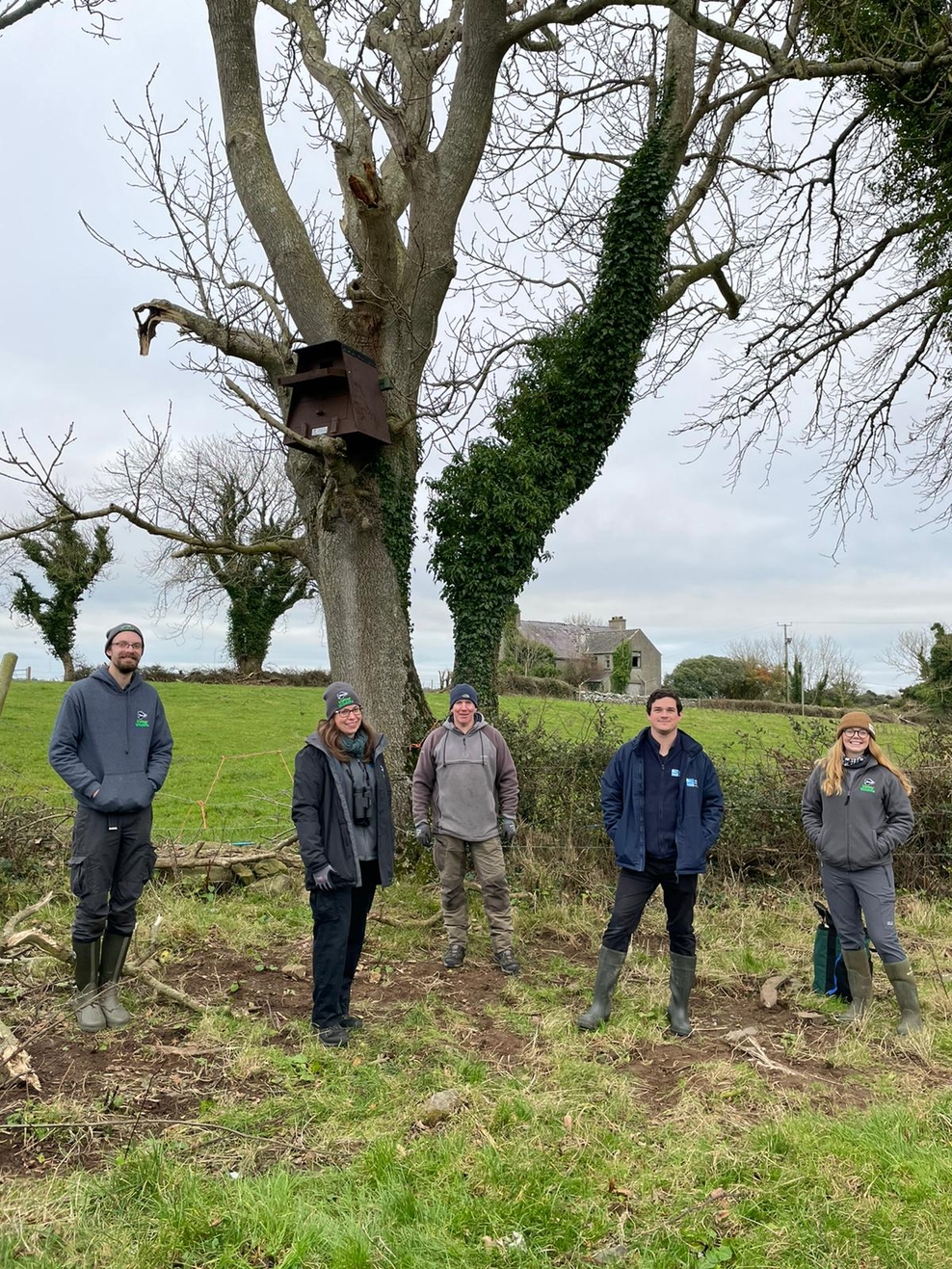 Bumper number of chicks sparks hope of barn owl recovery | Ulster Wildlife