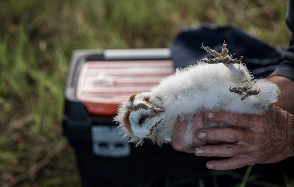 Bumper number of chicks sparks hope of barn owl recovery | Ulster Wildlife