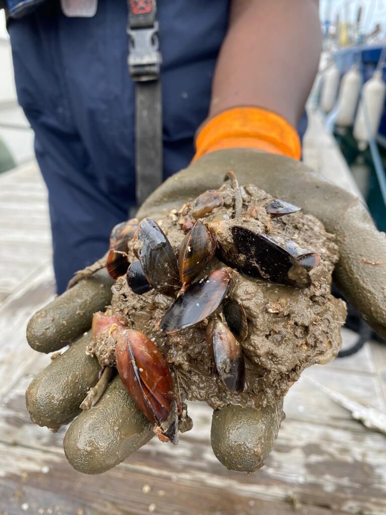 Celebrating a biodiversity boom for Bangor on World Oyster Day | Ulster ...