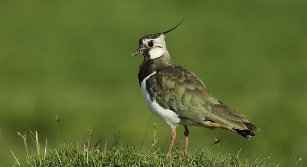 Endangered lapwing return to Co Down bog to breed | Ulster Wildlife