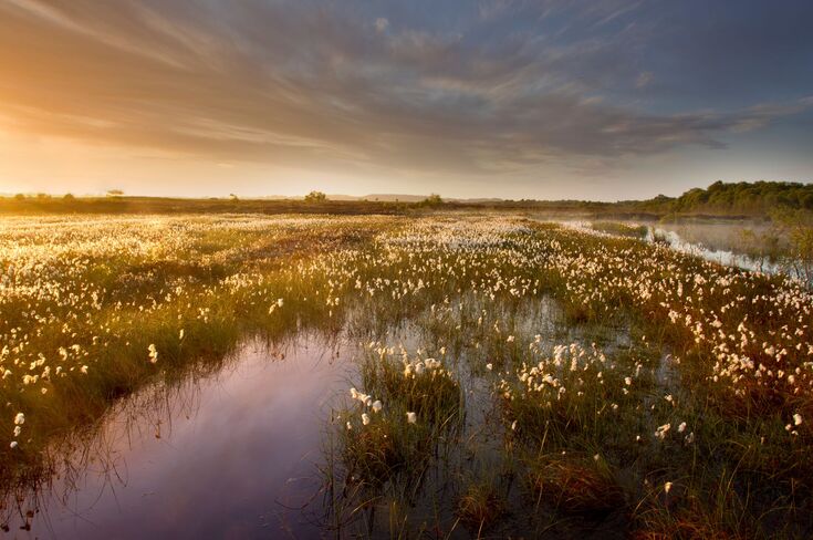 Devastating declines must put nature’s recovery at the heart of ...
