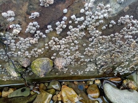 Big Rockpool Ramble: The Results! | Ulster Wildlife