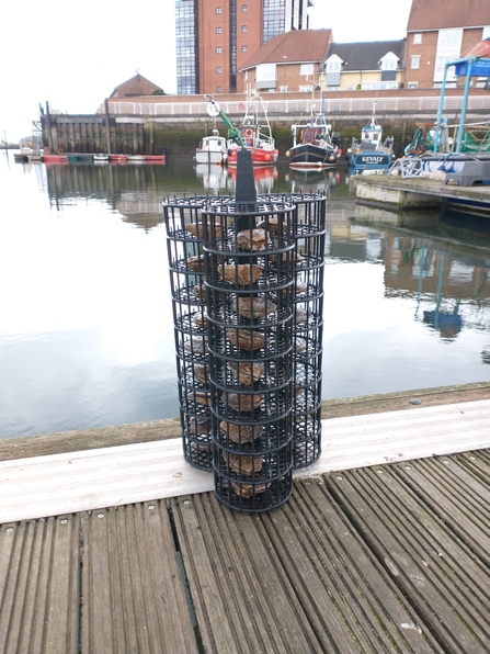 Bringing back native oysters to Belfast Lough | Ulster Wildlife