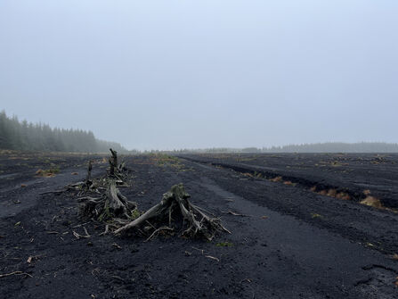 Tyrone bog to be transformed into thriving peatland restoration hub ...