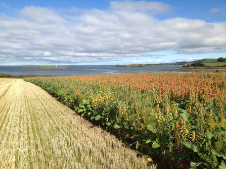 Strangford farmer celebrates six years of helping barn owls bounce back ...
