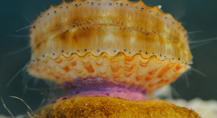 Positive additions to the NI Priority Species List | Ulster Wildlife