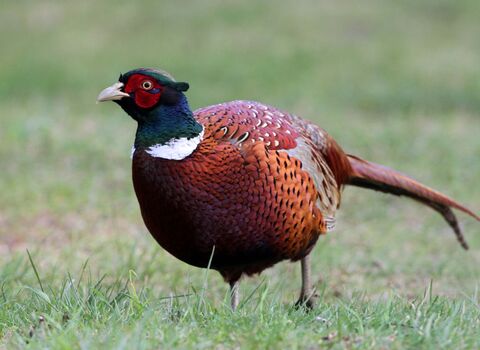 Pheasant | Ulster Wildlife