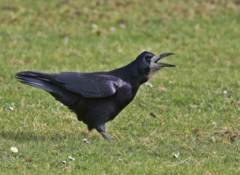 Rook | Ulster Wildlife