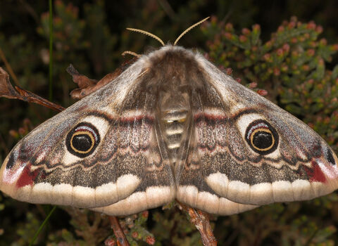 Emperor moth | Ulster Wildlife