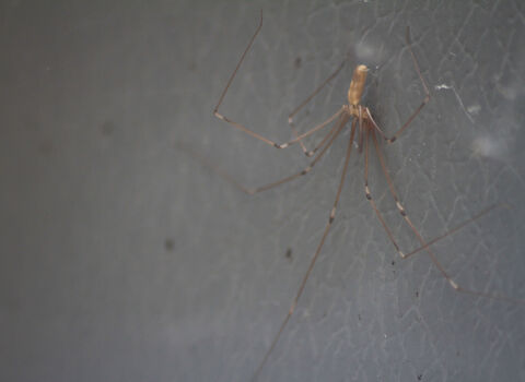 Cellar spider | Ulster Wildlife