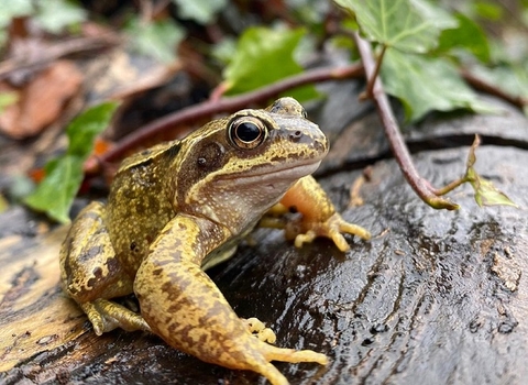 Report your wildlife sightings | Ulster Wildlife