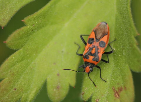 Cinnamon bug | Ulster Wildlife