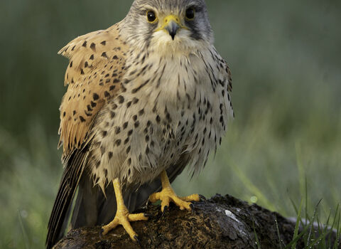 Homepage | Ulster Wildlife